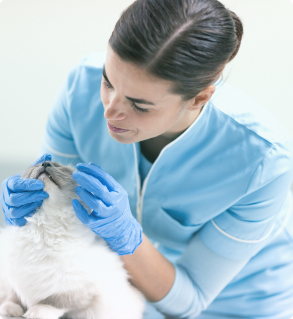 Payment Processing Savings For Your Veterinary Practice